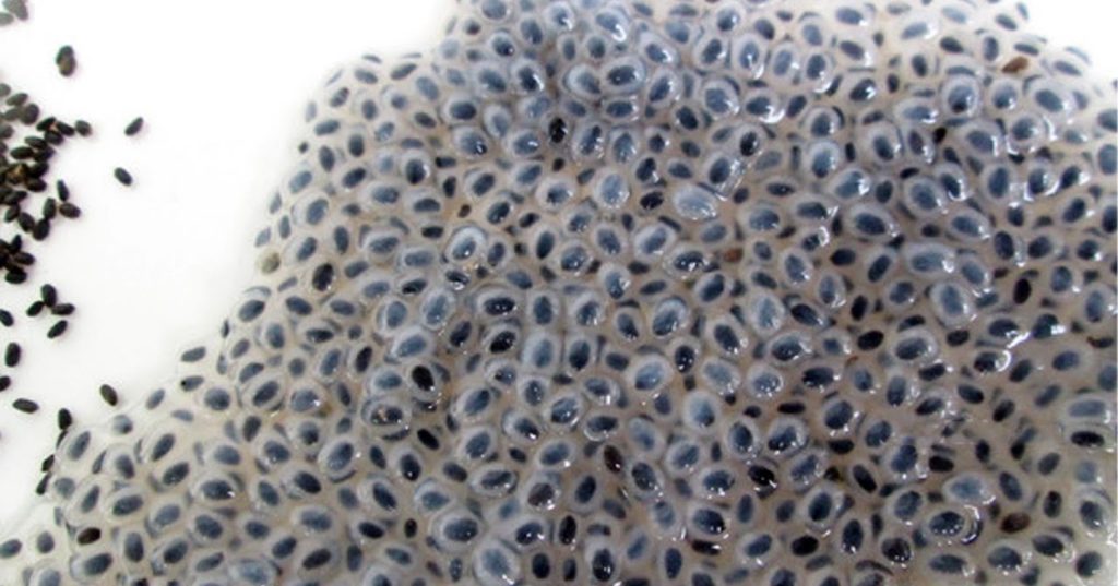 How To Make Kaskas From Thulasi | തുളസി ചെടിയിൽ നിന്നും കസ്‌കസ് ...