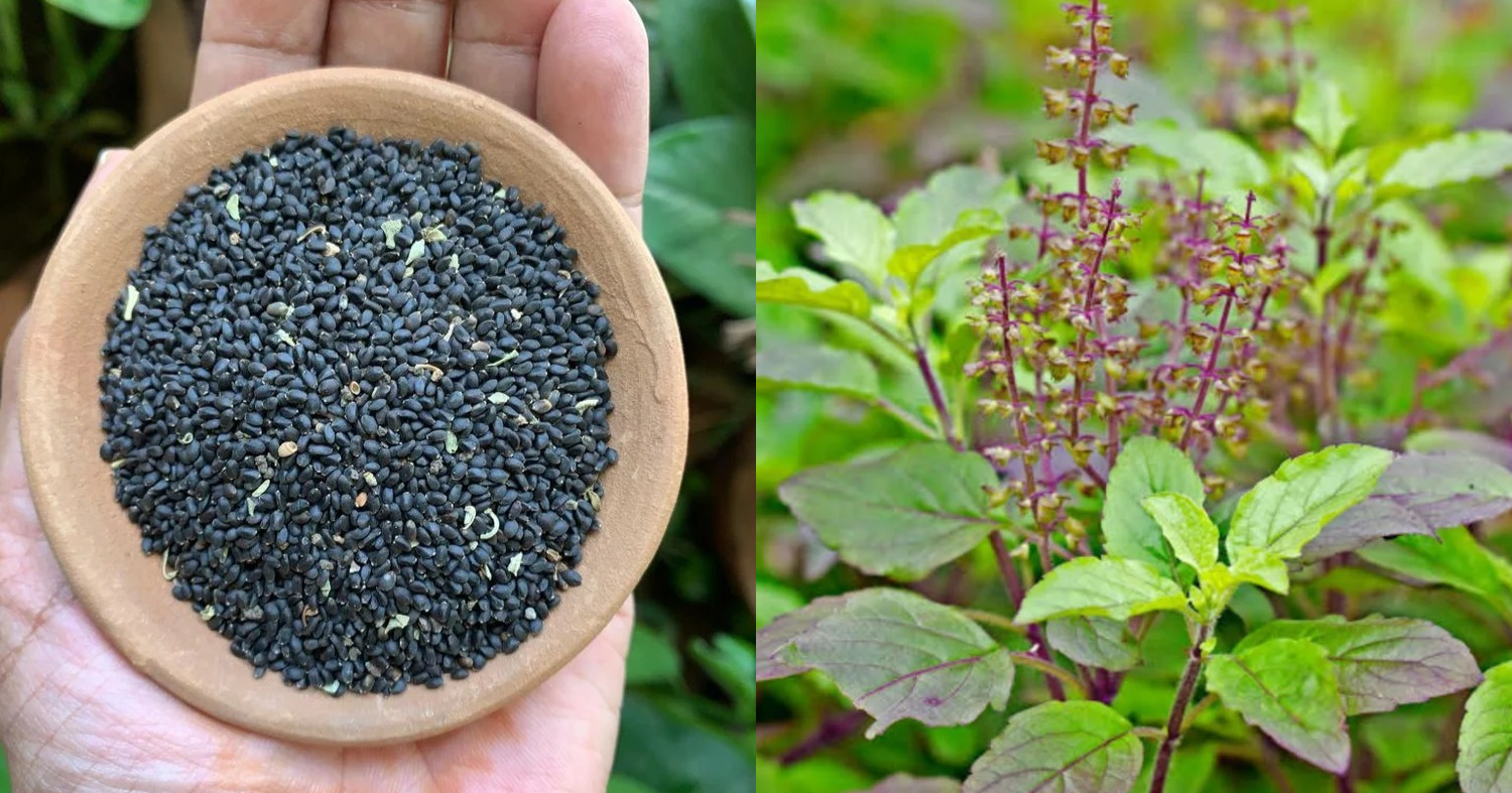 How To Make Kaskas From Thulasi | തുളസി ചെടിയിൽ നിന്നും കസ്‌കസ് ...