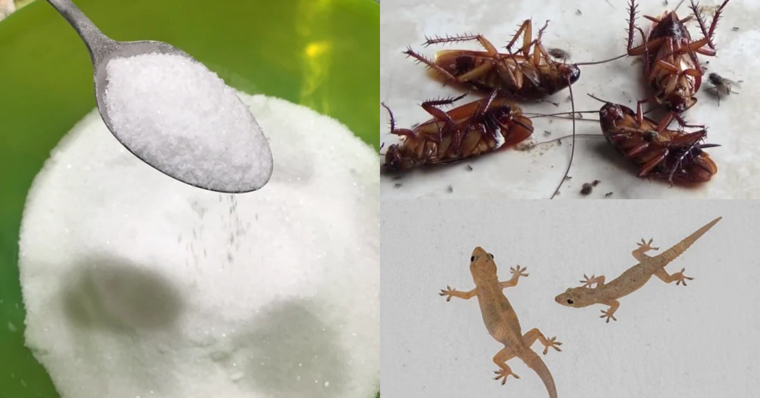 Sugar Tip To Get Rid Of Lizard And Cockroach Away | ഒരു ടീസ്പൂൺ പഞ്ചസാര ...