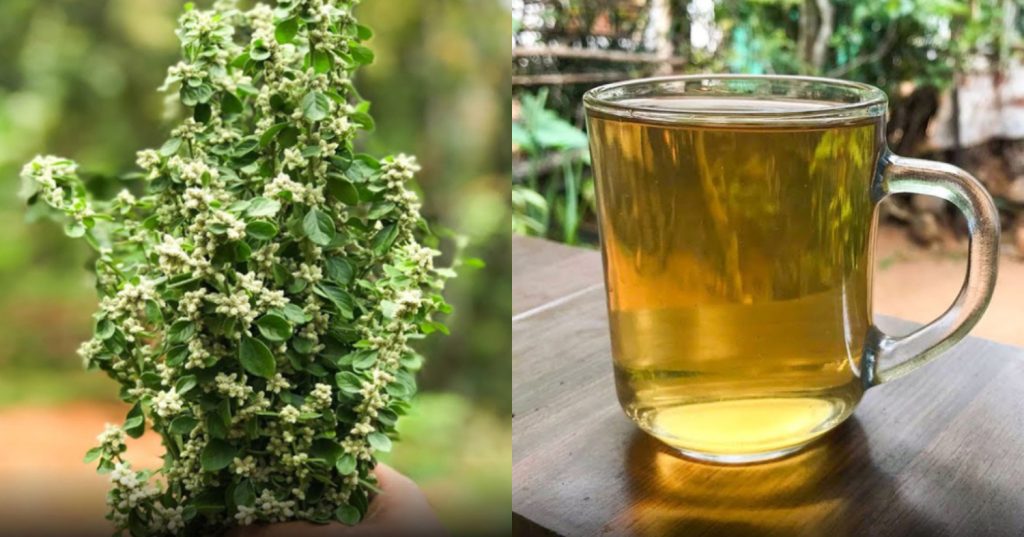 Cherula Plant Health Benefits | ഈ ഒരു ചെടി എവിടെ കണ്ടാലും വിടരുത്; ശരീര ...