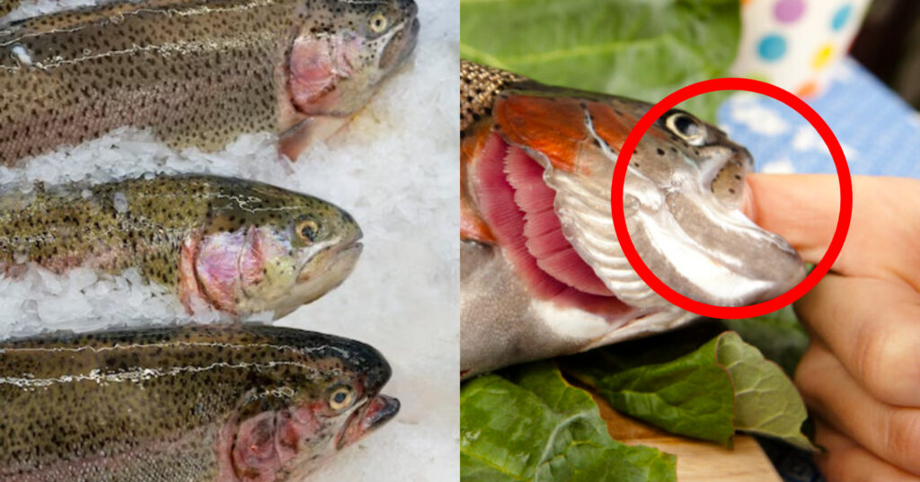 How To Check The Fish Is Fresh | പഴയ മീൻ കയ്യോടെ കണ്ടുപിടിക്കാം; മീ ...