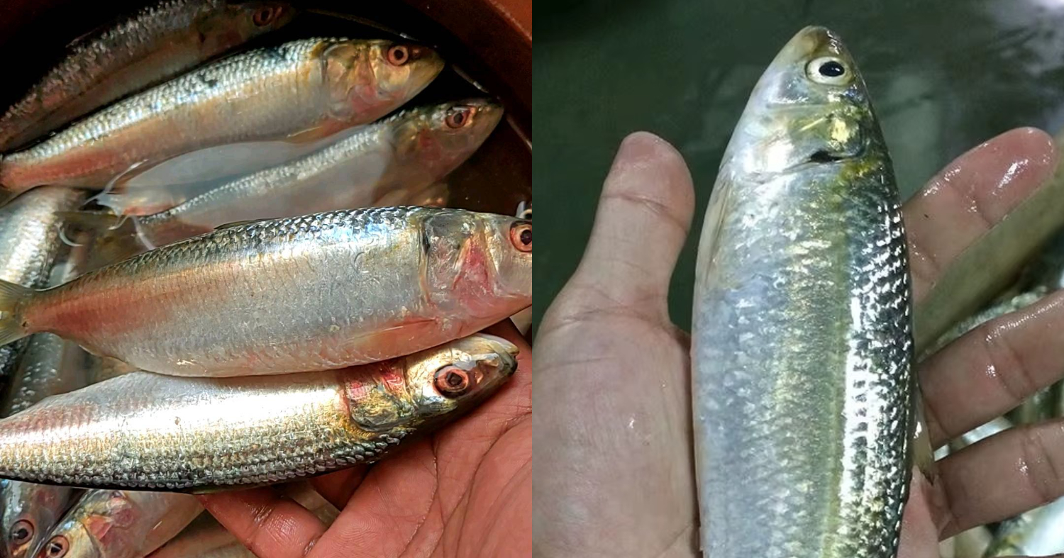 How To Check The Fish Is Fresh | പഴയ മീൻ കയ്യോടെ കണ്ടുപിടിക്കാം; മീ ...