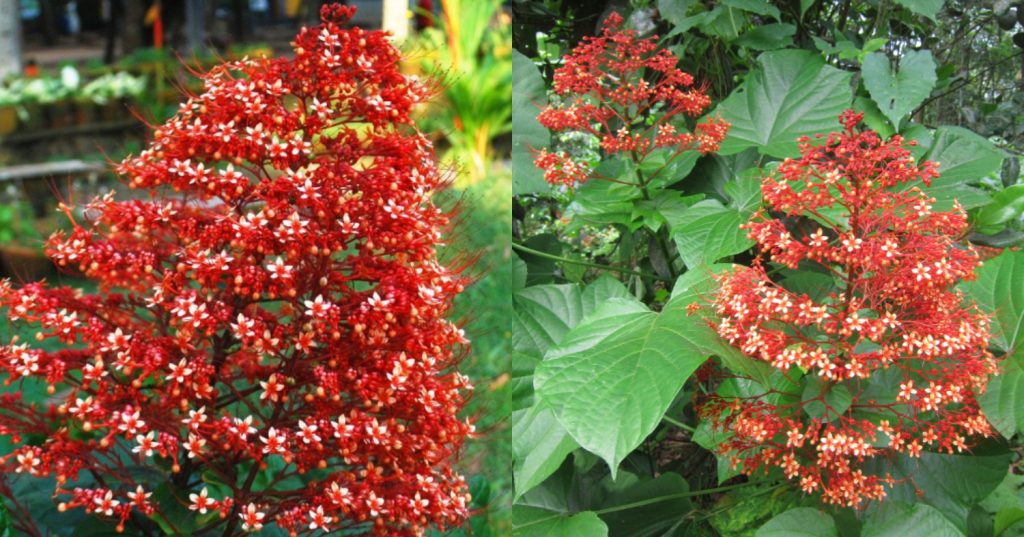 Benefits Of Krishna Kireedam | തീ പൊള്ളലേറ്റ പാടുപോലും മായ്ച്ചുകളയും ...