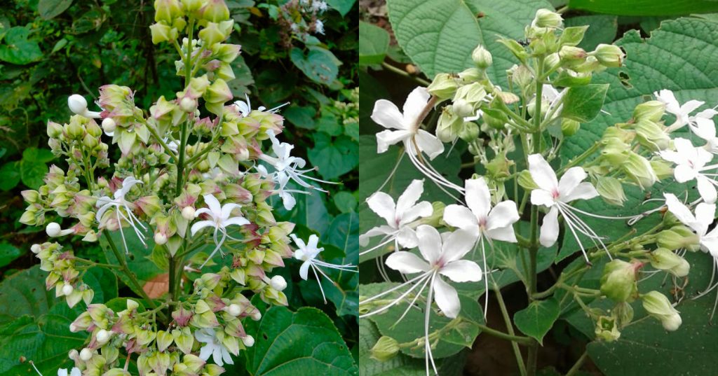 Health Benefits Of Peringalam Plant | 21 രോഗങ്ങൾക്കുള്ള അത്ഭുത ഒറ്റമൂലി ...